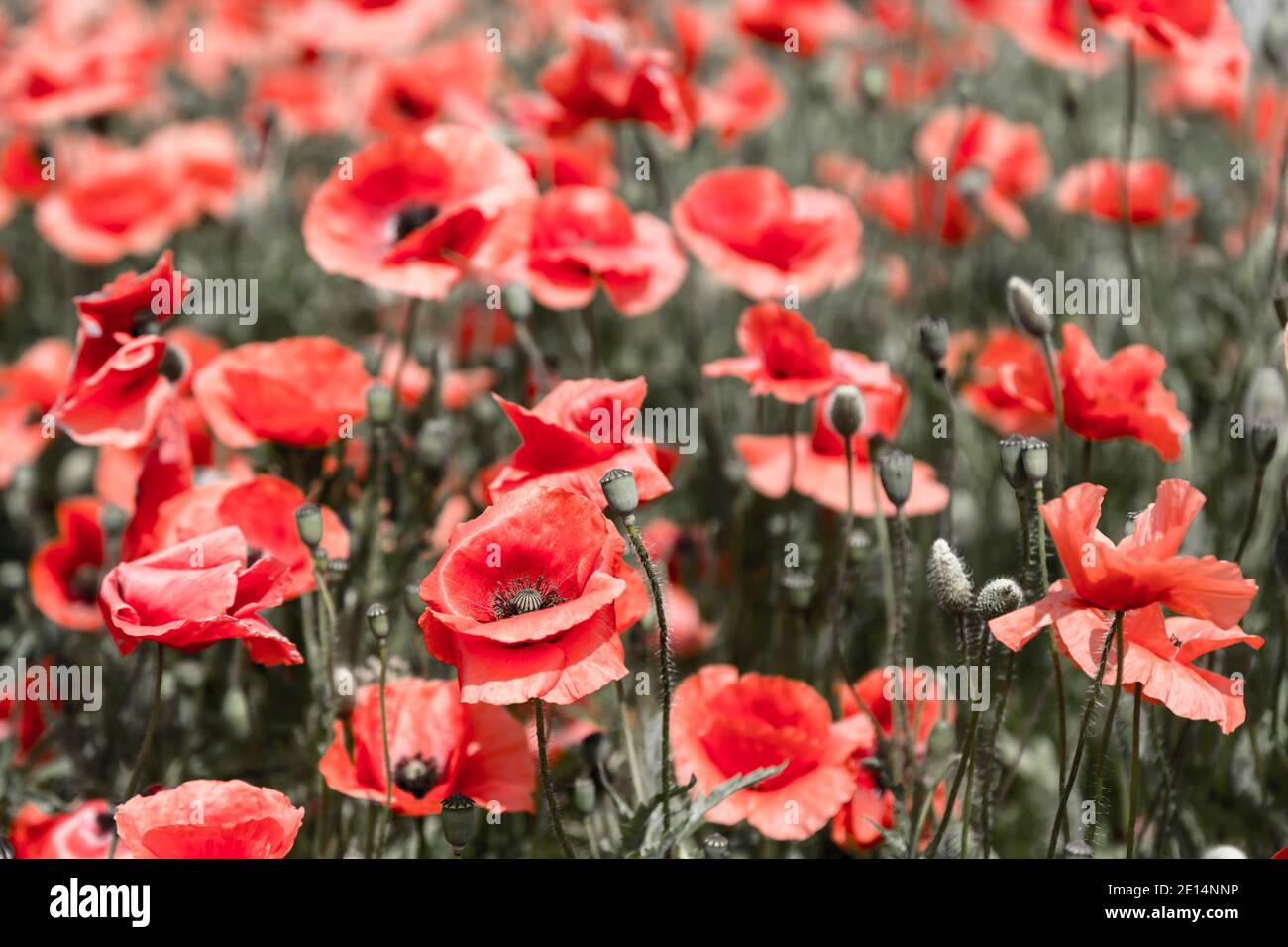 Grey black poppy flower hi-res stock photography and images - Alamy