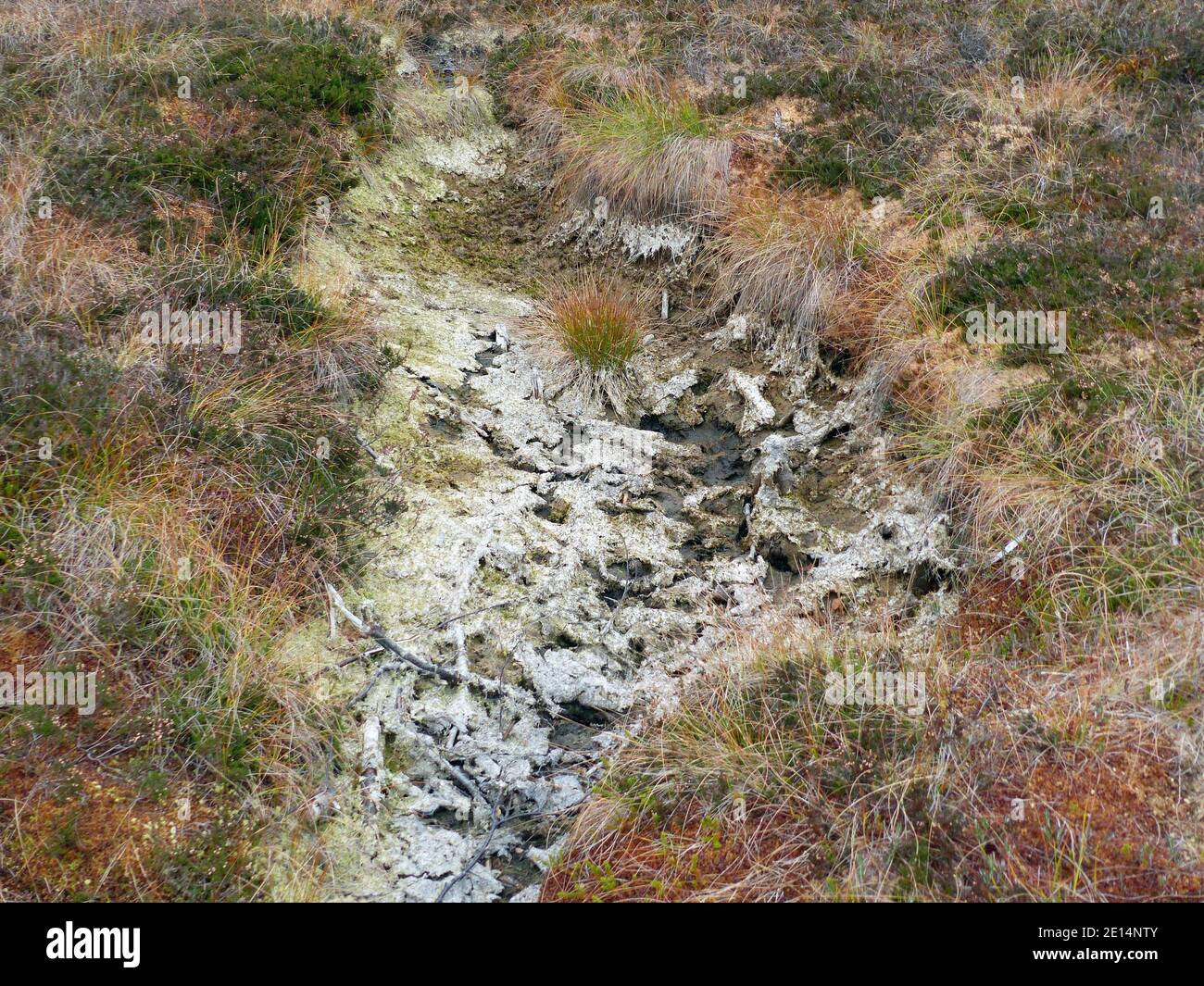 Morass And Moor Vegetation High Resolution Stock Photography and Images ...