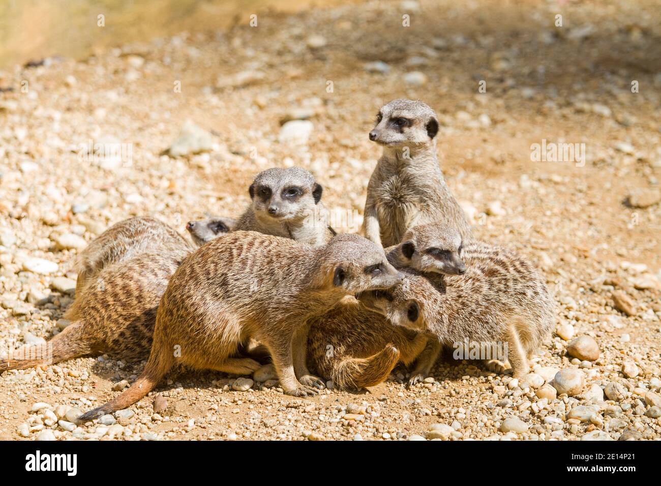 Meerkats Live In Southern Africa, Where They Are Found Mainly In The ...