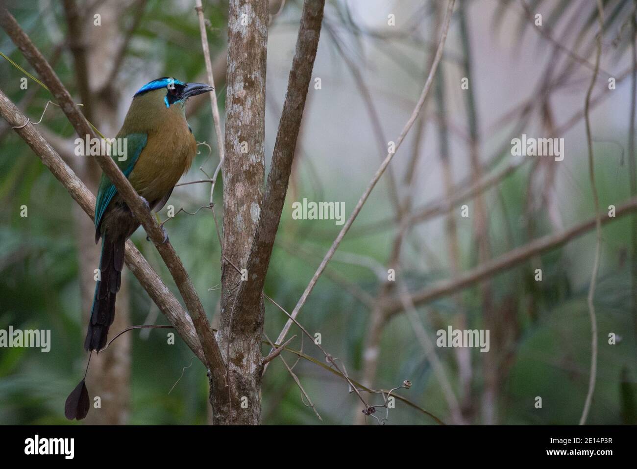 Mot mot hi-res stock photography and images - Alamy