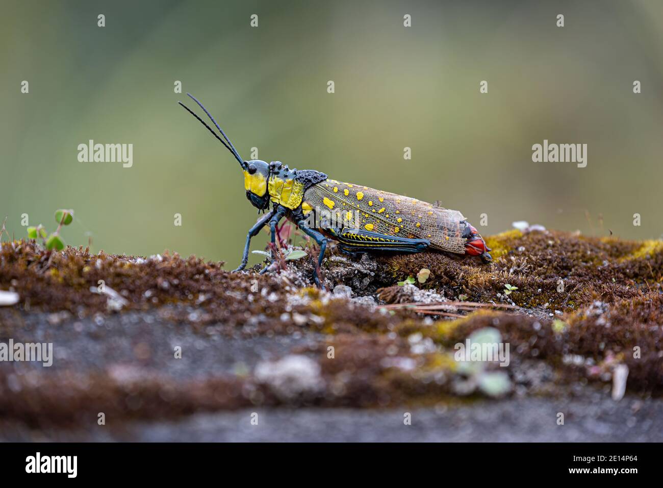 Aularches Grasshopper (Aularches miliaris Stock Photo - Alamy