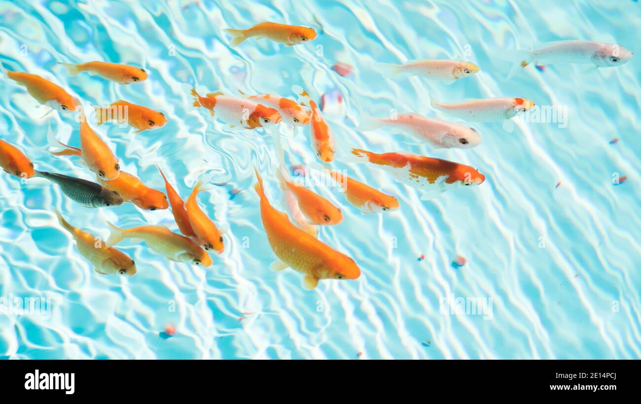 Golden fishes in sky blue pond close-up Stock Photo - Alamy