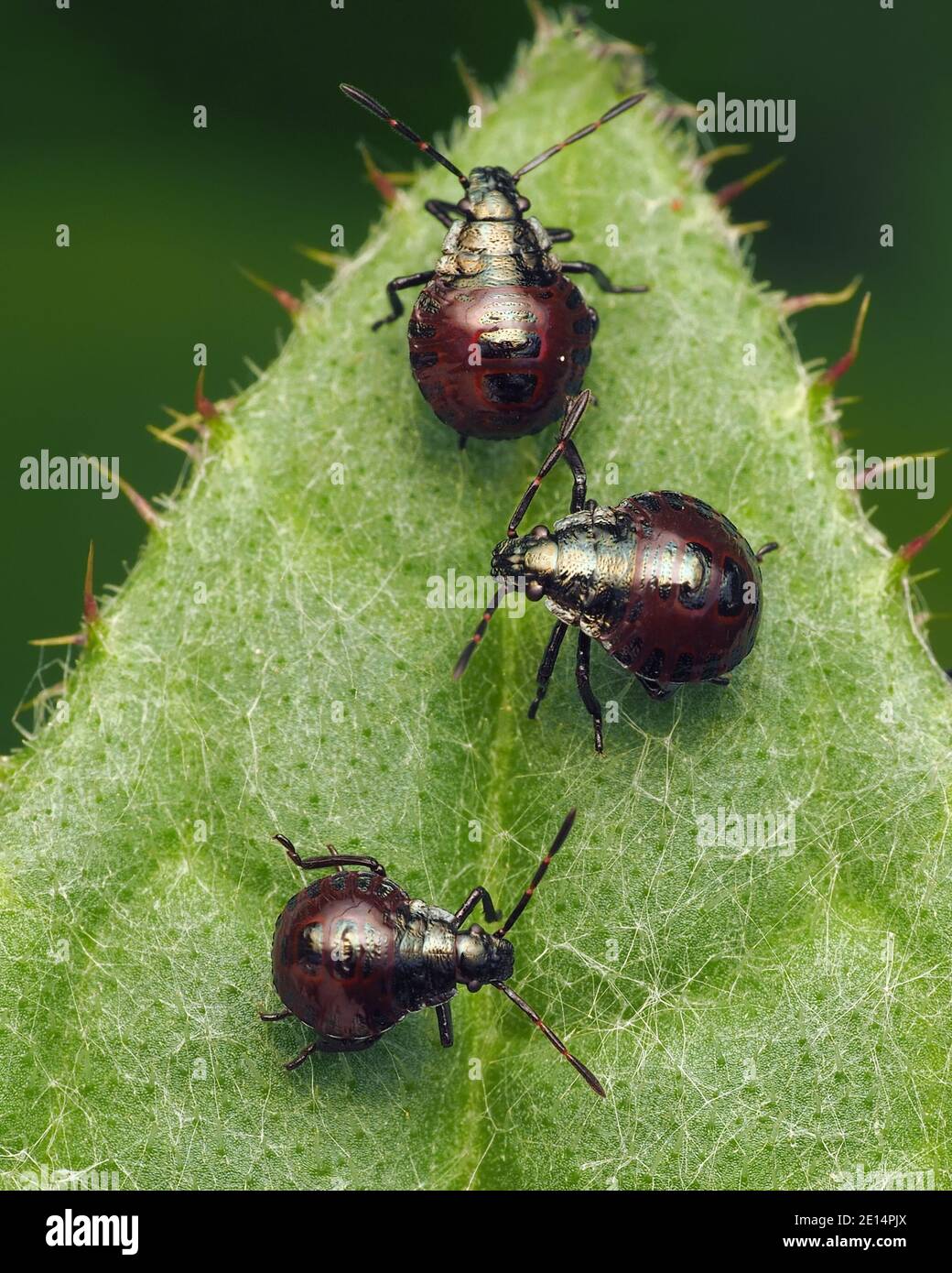 Three spiked shieldbug nymphs hi-res stock photography and images - Alamy