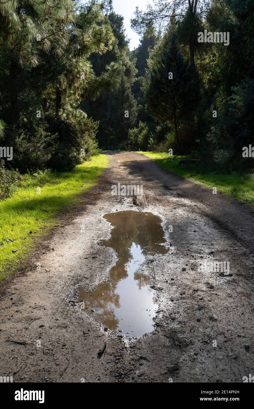 A path in a forest with a rain water puddle, on a sunny winter day ...