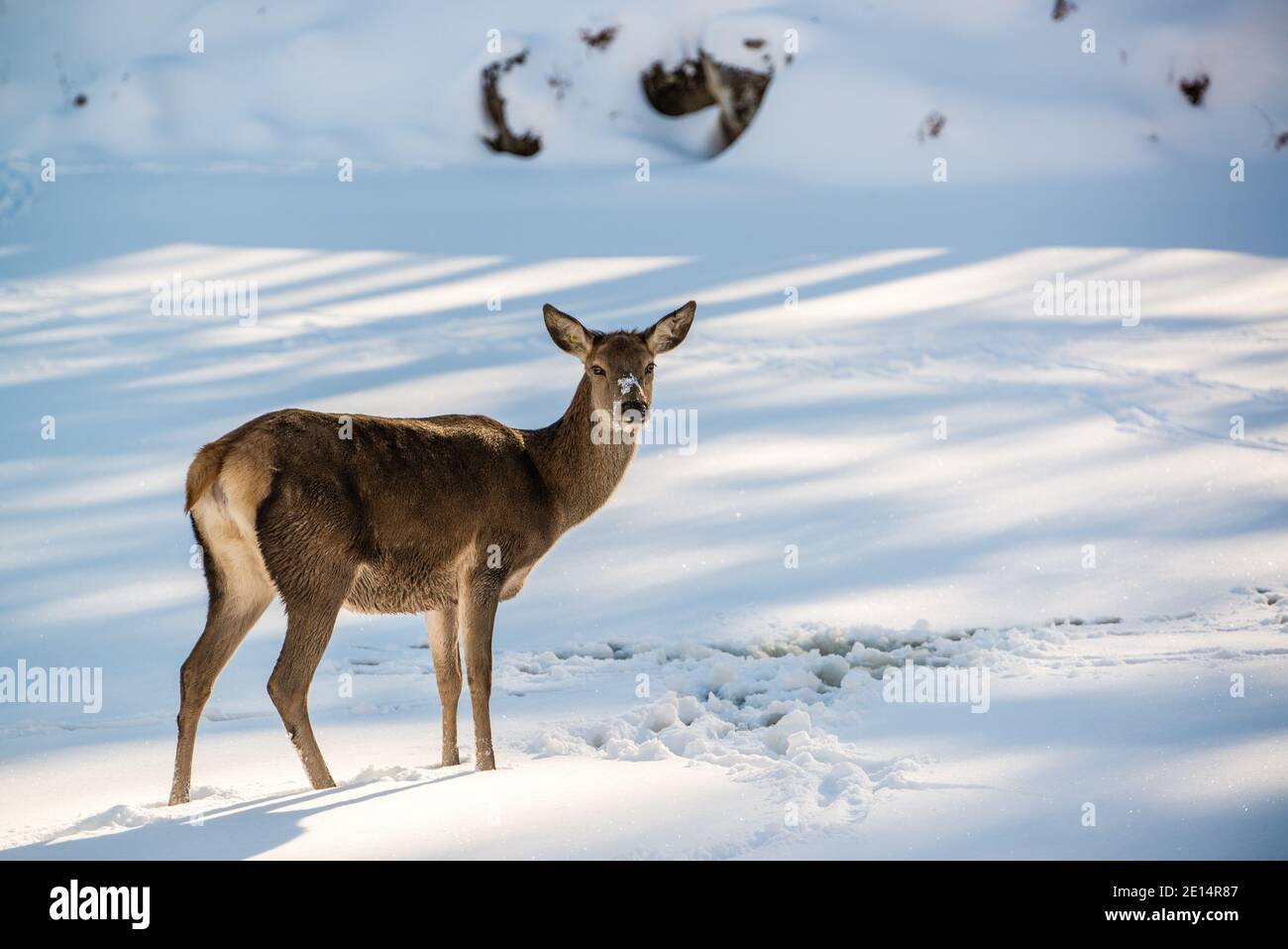 Parc Omega, Canada, January 2 2021 - Roaming elk in snow forest in the ...