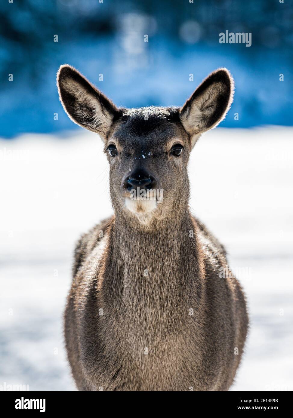 Parc Omega, Canada, January 2 2021 - Roaming elk in snow forest in the ...