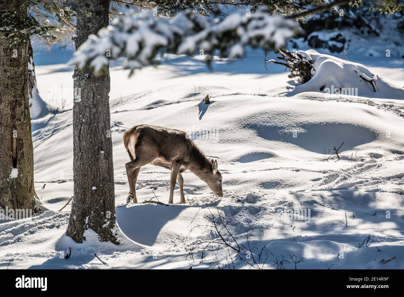 Parc Omega, Canada, January 2 2021 - Roaming elk in snow forest in the ...