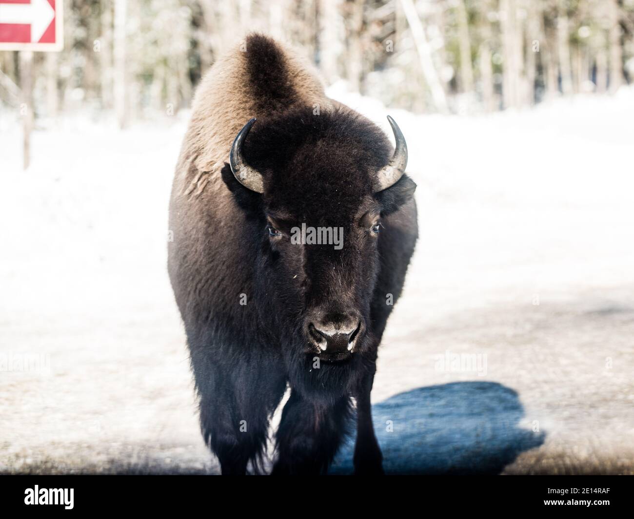 Parc Omega, Canada, January 2 2021 - The bison roaming in snow forest ...