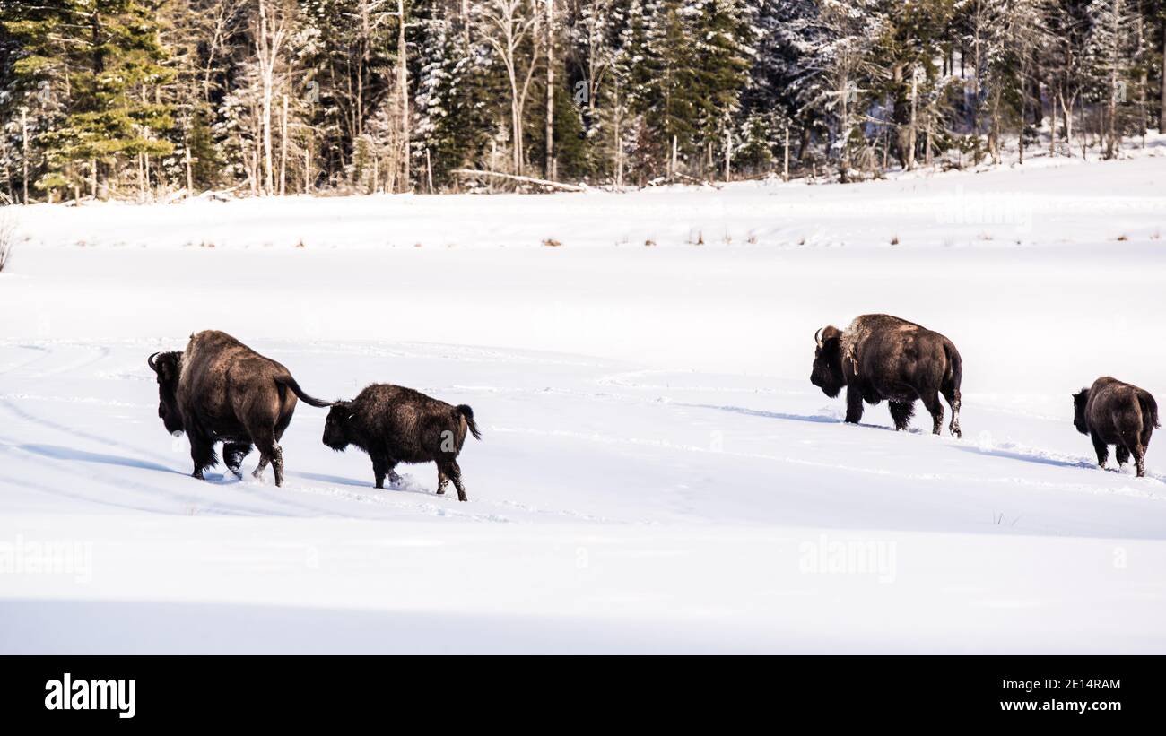 Parc Omega, Canada, January 2 2021 - The bison roaming in snow forest ...
