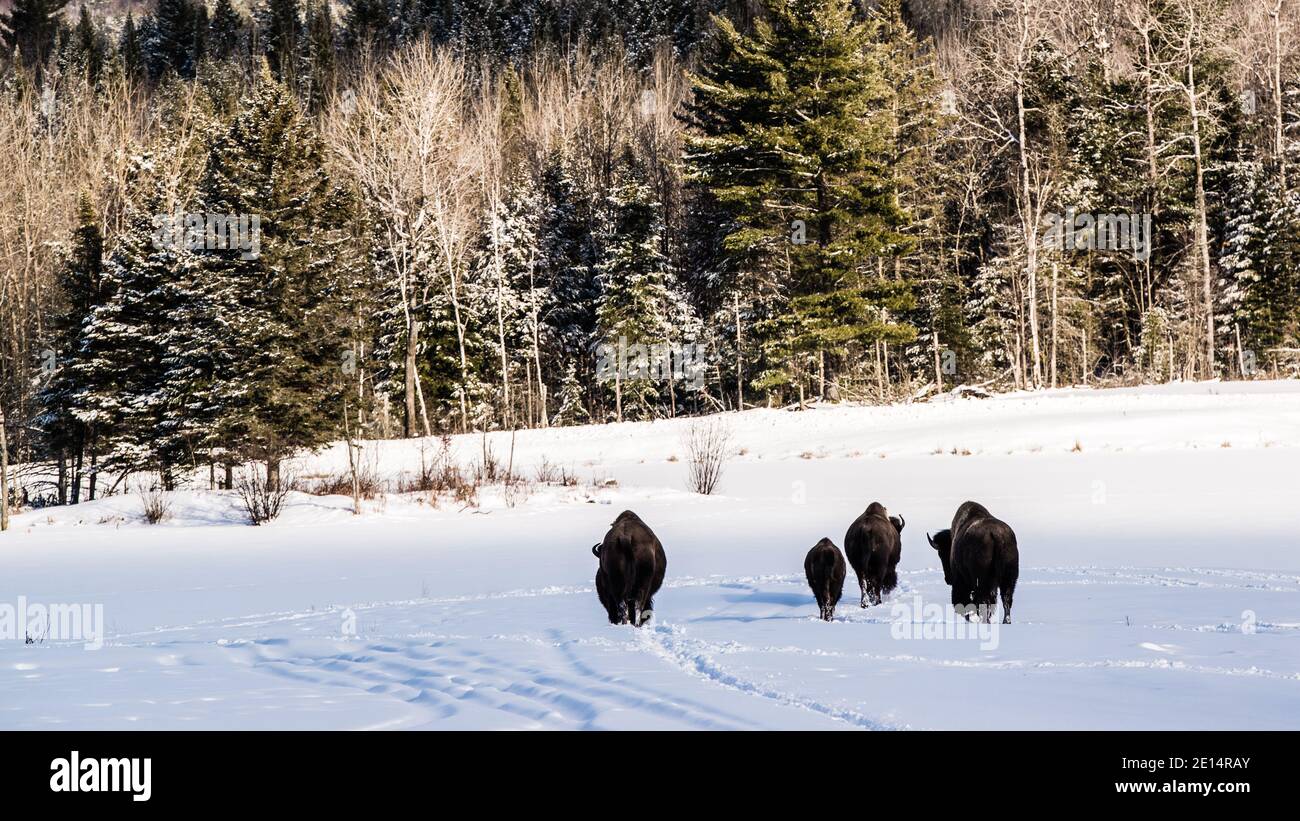 Parc Omega, Canada, January 2 2021 - The bison roaming in snow forest ...