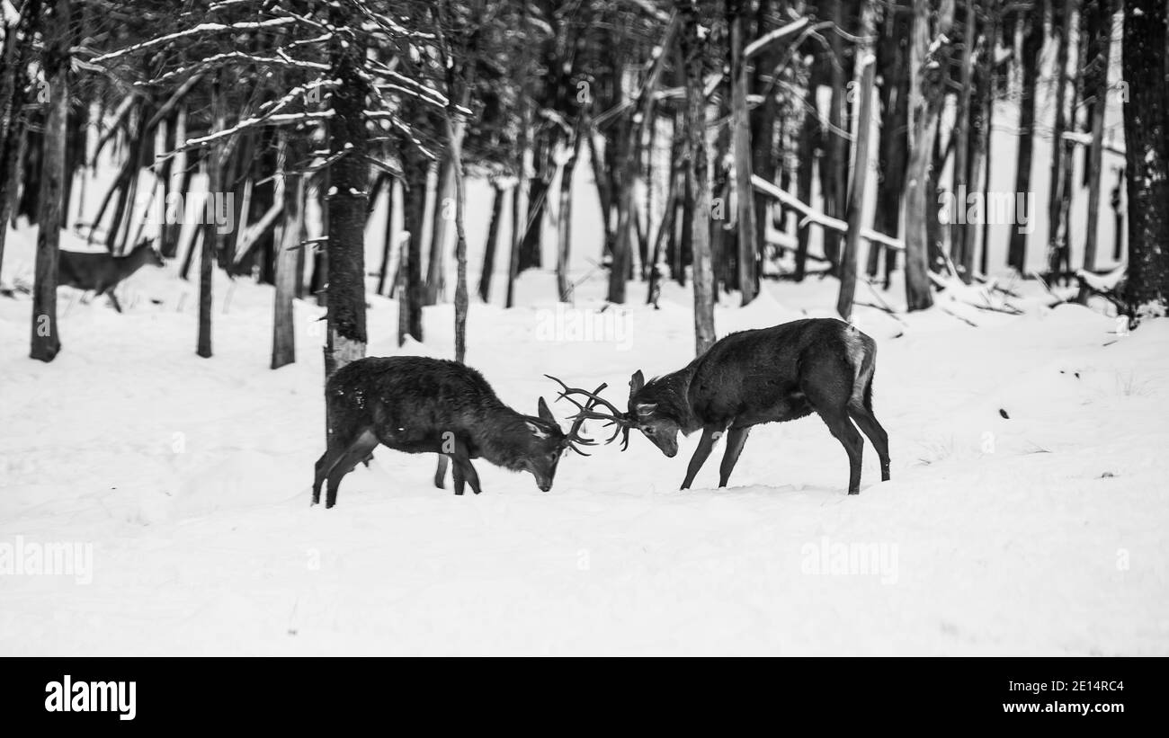 Parc Omega, Canada, January 2 2021 - Two Elks fighting in snow forest ...