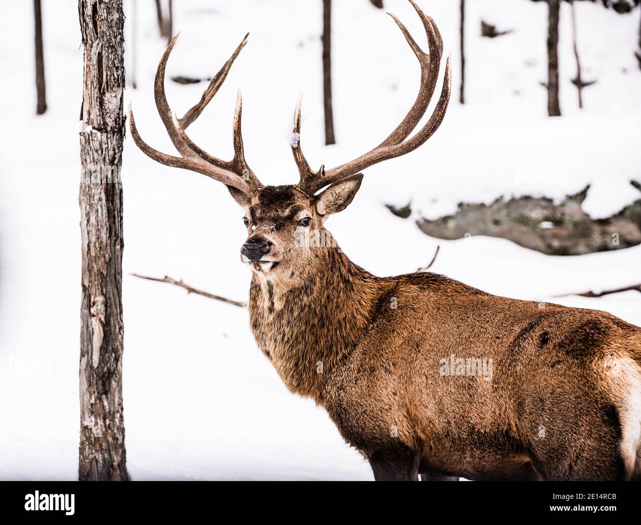 Parc Omega, Canada, January 2 2021 - Roaming elk in snow forest in the ...