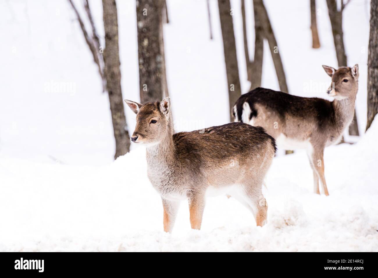 Parc Omega, Canada, January 2 2021 - Roaming elk in snow forest in the ...