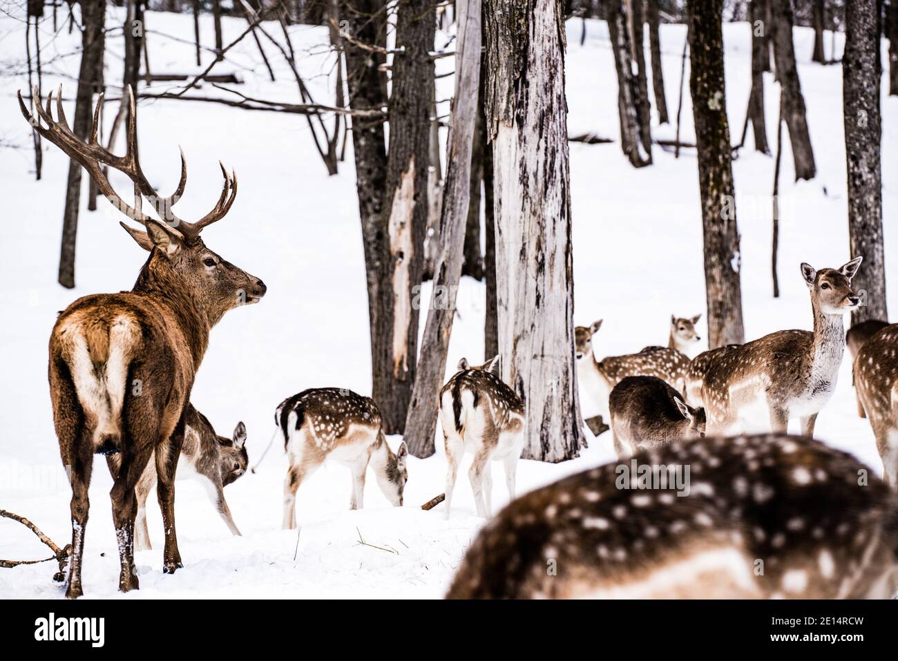 Parc Omega, Canada, January 2 2021 - Roaming elk in snow forest in the ...