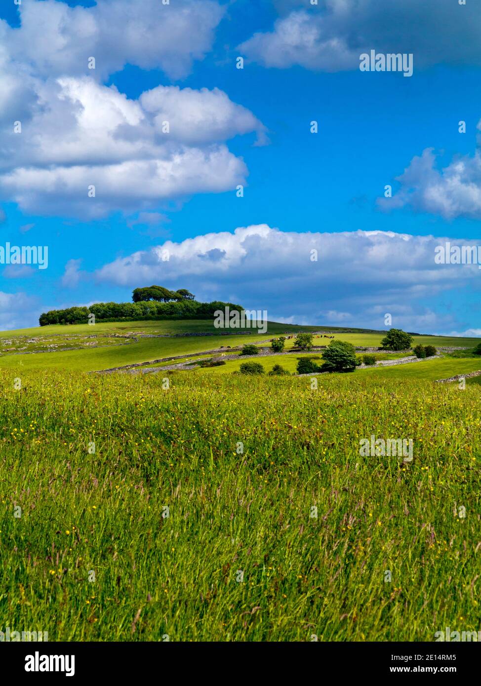 Trees at Minninglow a neolithic prehistoric burial ground near Parwich ...