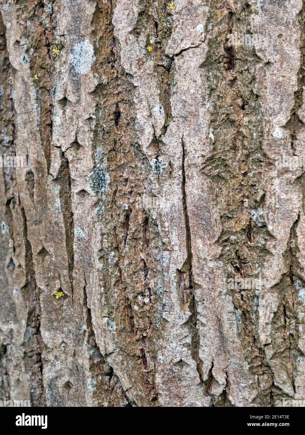 Wood wallpaper tree bark hi-res stock photography and images - Alamy