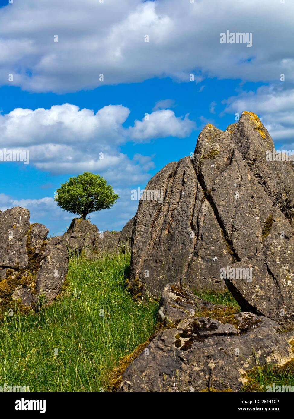 Limestone rocks and tree at Roystone Rocks near Parwich in the Peak ...