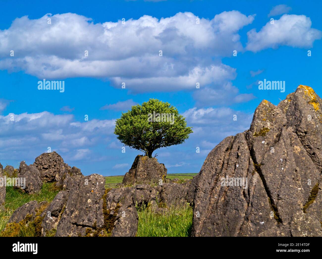 Limestone rocks and tree at Roystone Rocks near Parwich in the Peak ...