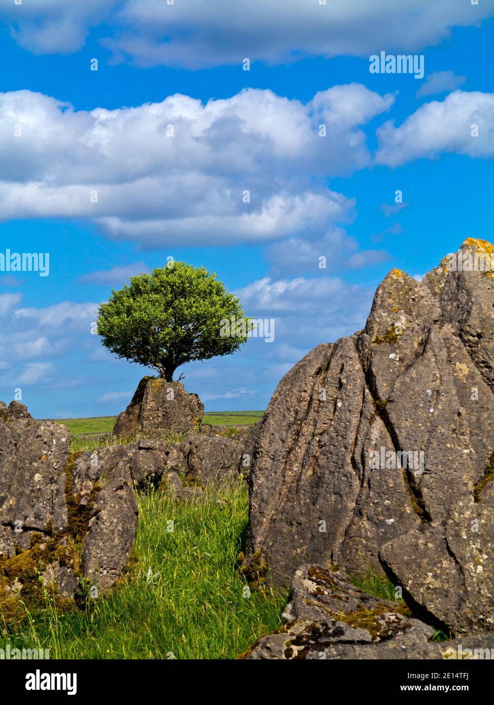 Limestone rocks and tree at Roystone Rocks near Parwich in the Peak ...