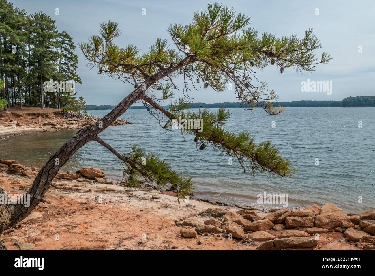 Drought conditions causing a rocky shoreline with a pine tree hanging ...
