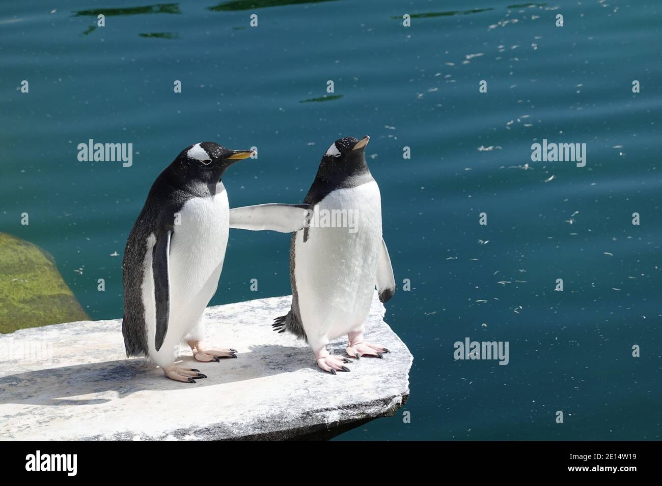Penguins scotland zoo hi-res stock photography and images - Alamy