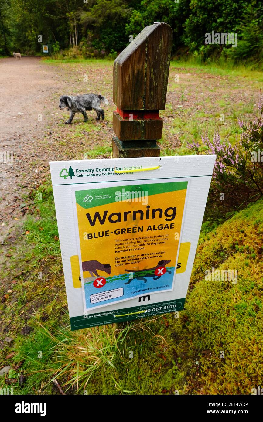 Warning sign of Blue-Green Algae, and not to allow dogs to swim in the ...