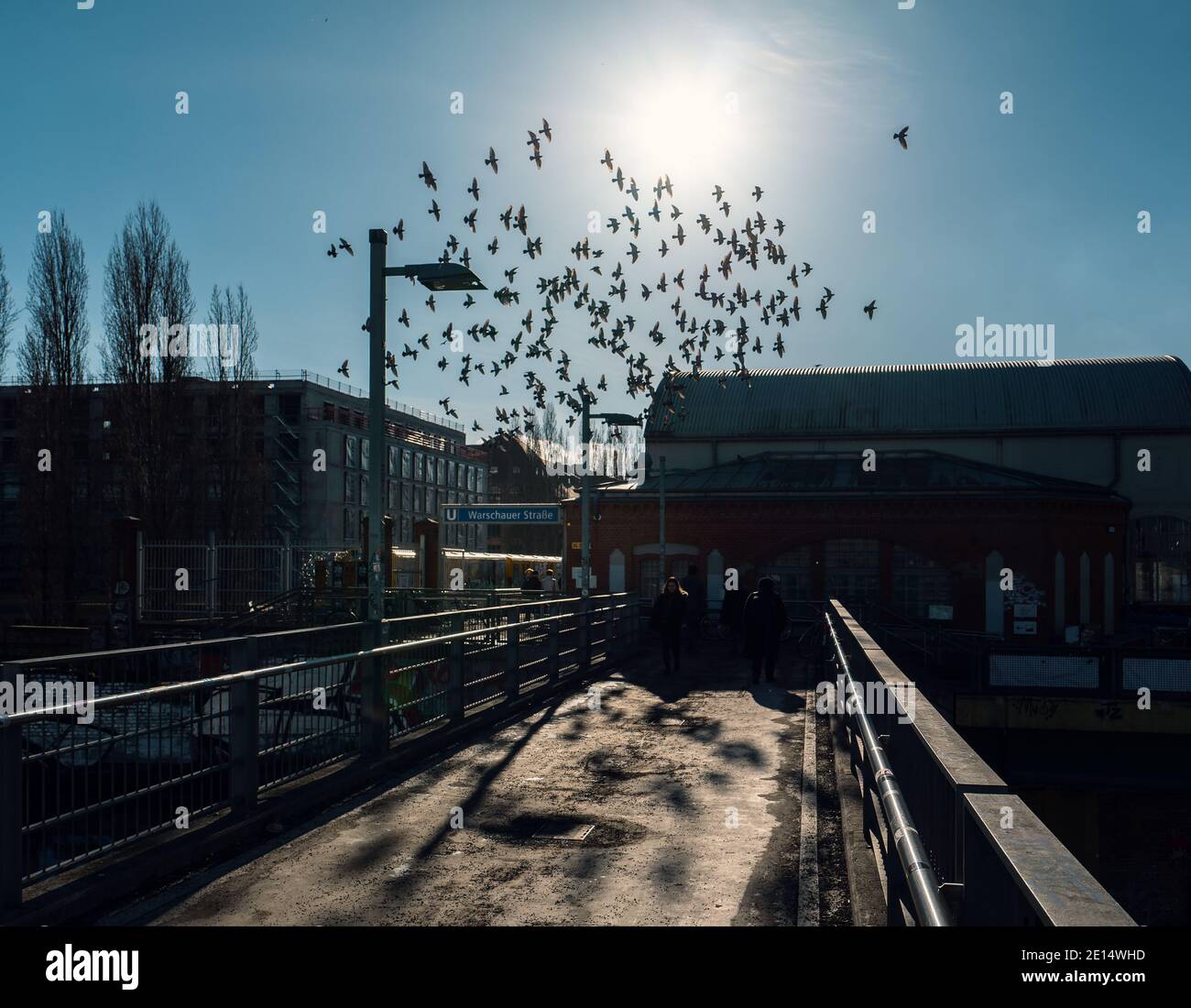 Swarm of pigeons hi-res stock photography and images - Alamy