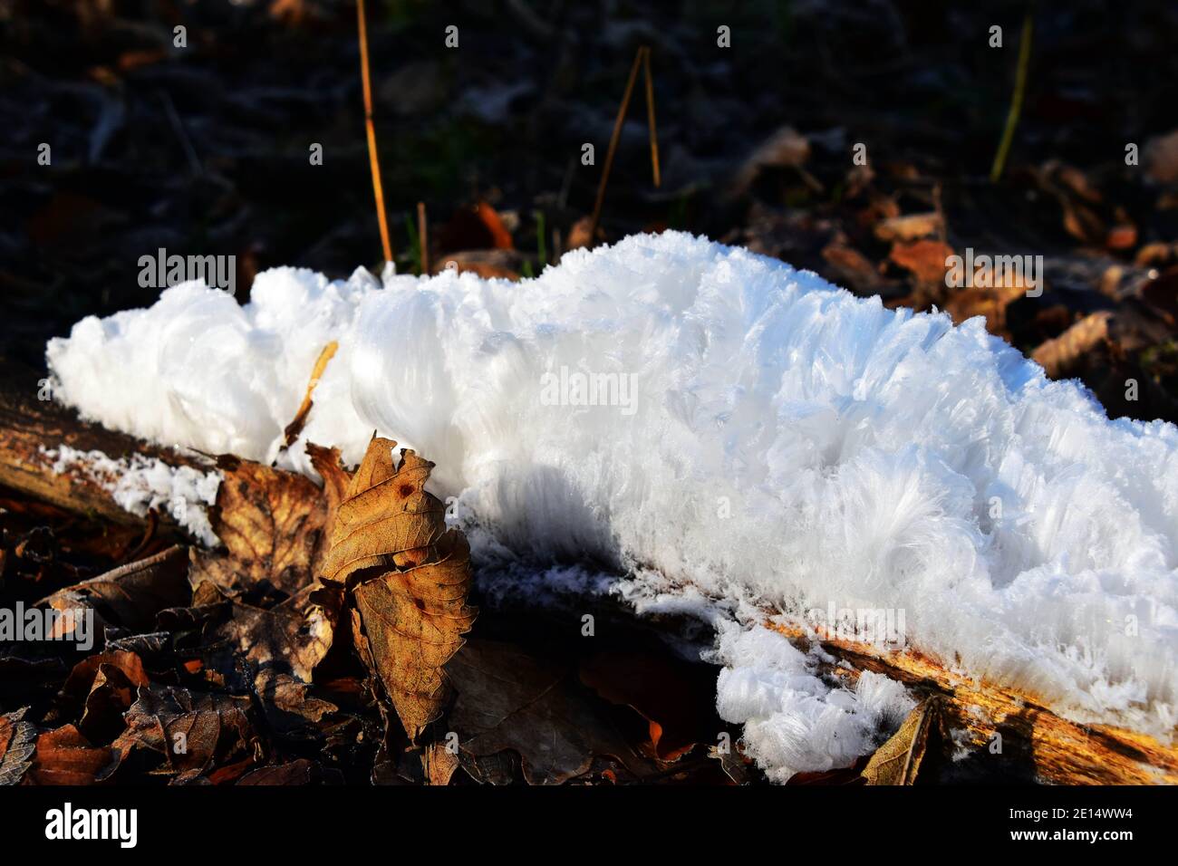 Ice Fungus High Resolution Stock Photography and Images - Alamy