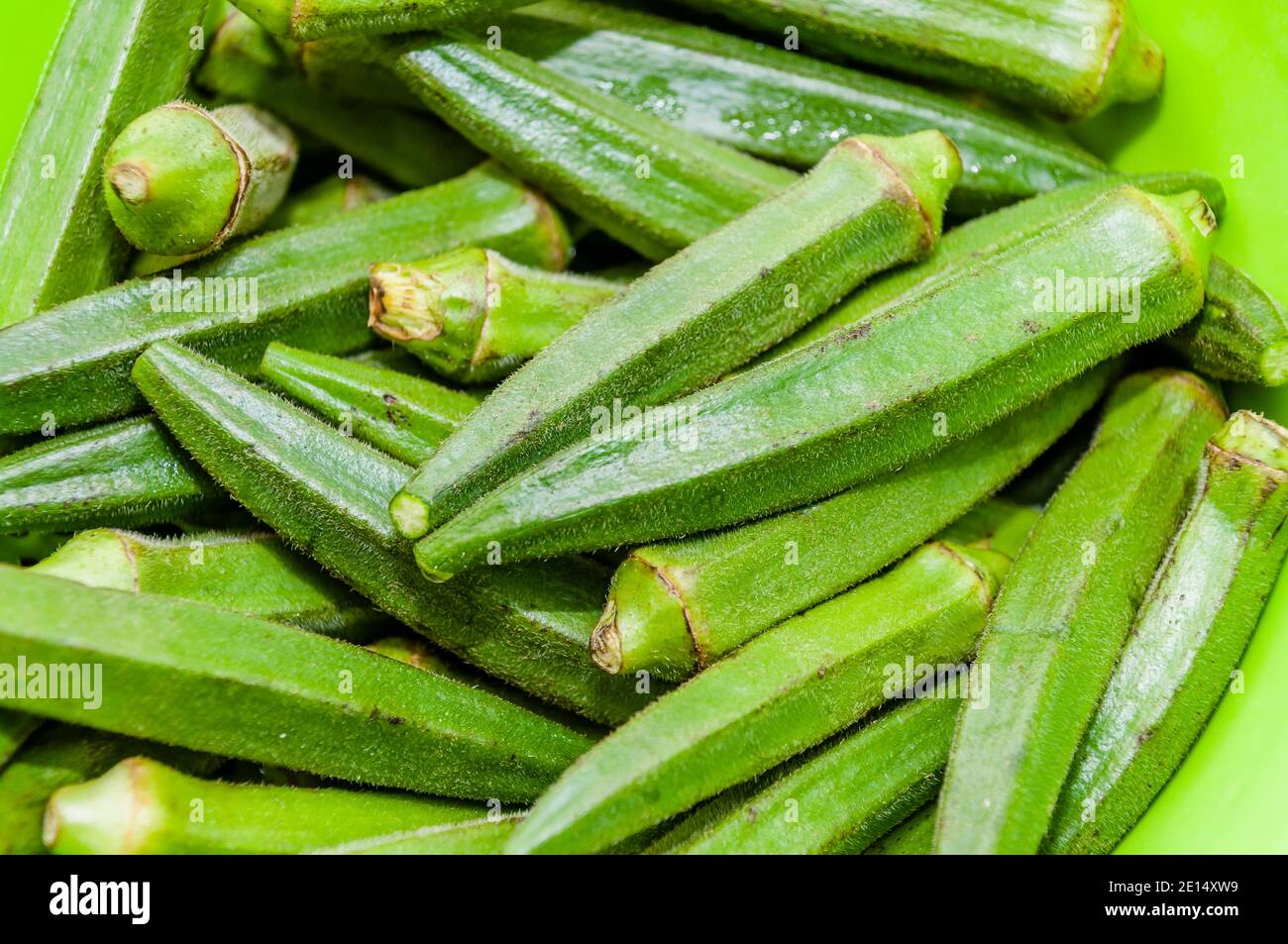 Fresh Ochra, Bhindi or Ladies Fingers whole and uncooked against a ...