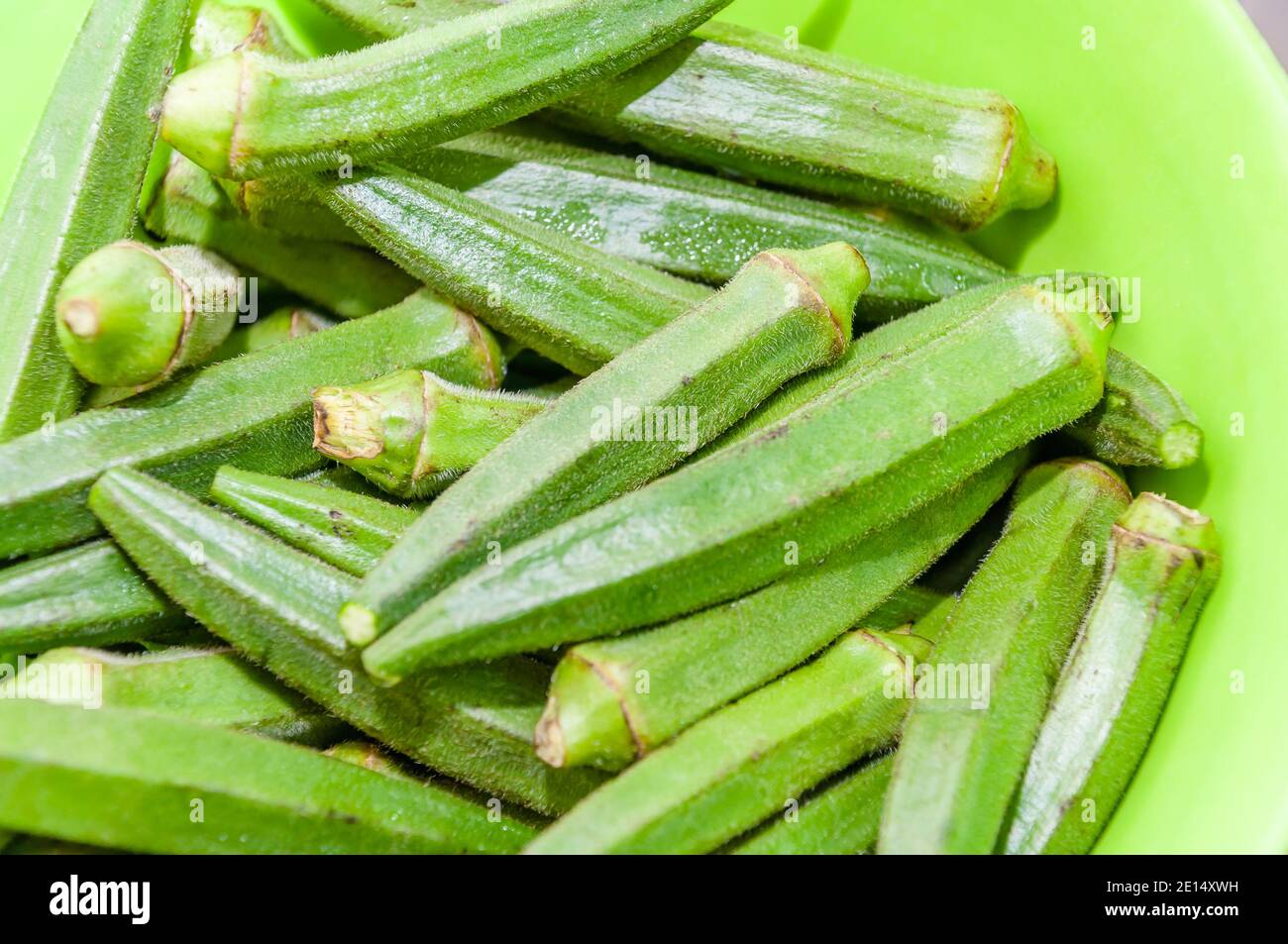 Fresh Ochra, Bhindi or Ladies Fingers whole and uncooked against a ...