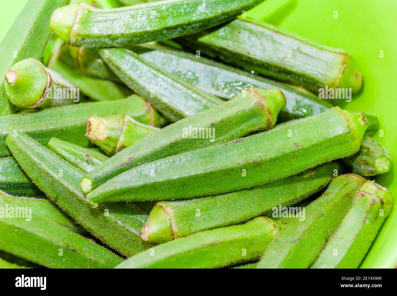 Fresh Ochra, Bhindi or Ladies Fingers whole and uncooked against a ...