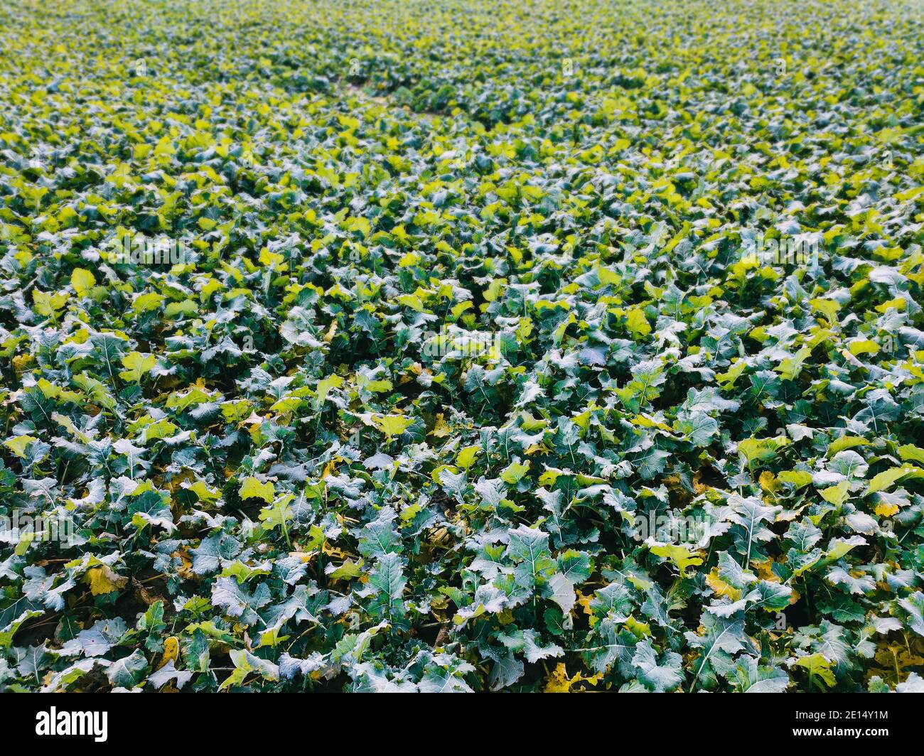 Agricultural field with green crop. Green and organic farming concept ...