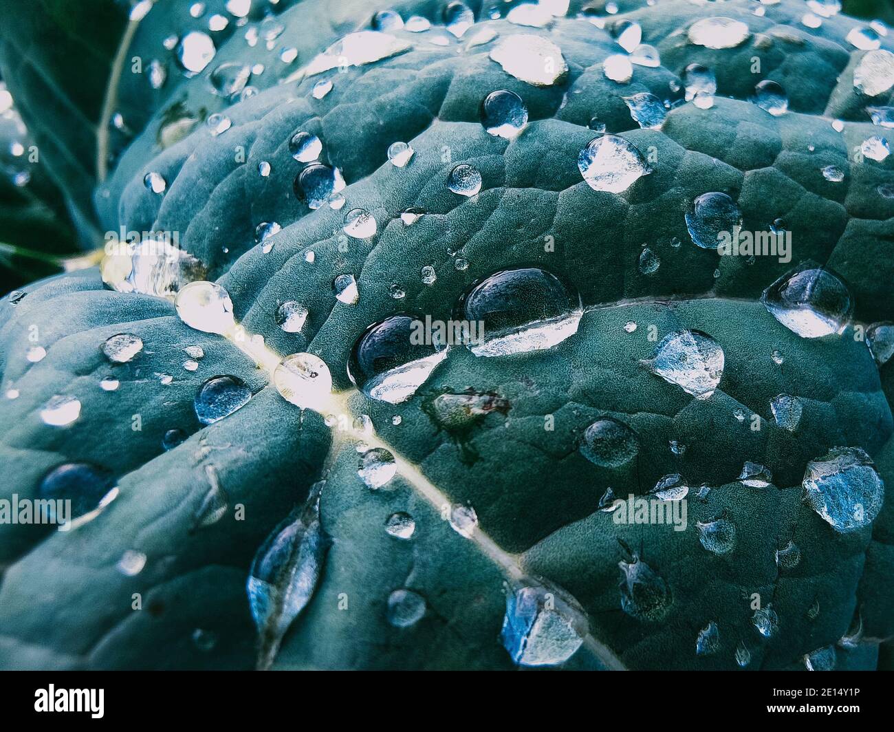 Morning dew on leaf. Detail of fresh green leaves with water drops and ...