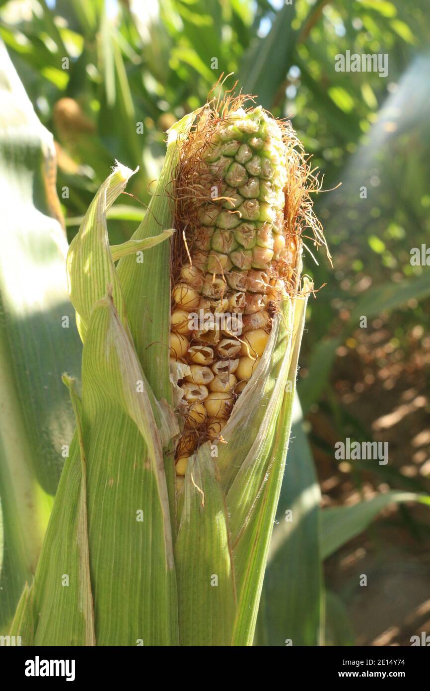 Corn cob in a corn field Stock Photo - Alamy