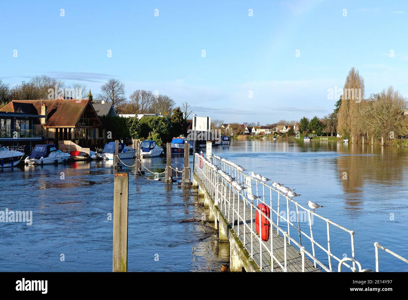 Laleham gulls hi-res stock photography and images - Alamy