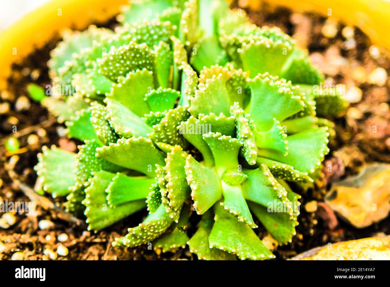 Beautiful Aloinopsis Malherbei succulent plant pot in the garden under ...