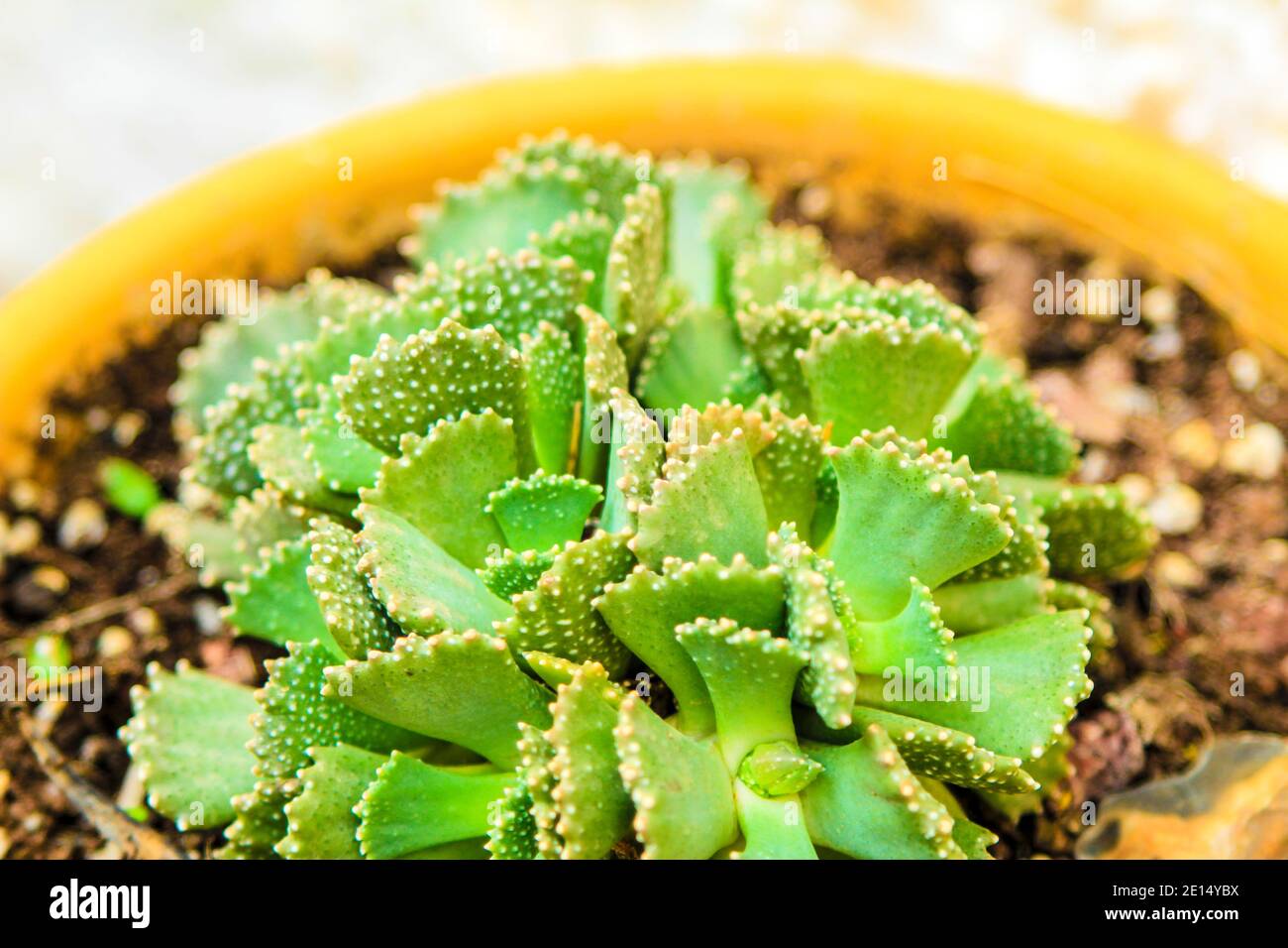 Beautiful Aloinopsis Malherbei succulent plant pot in the garden under ...