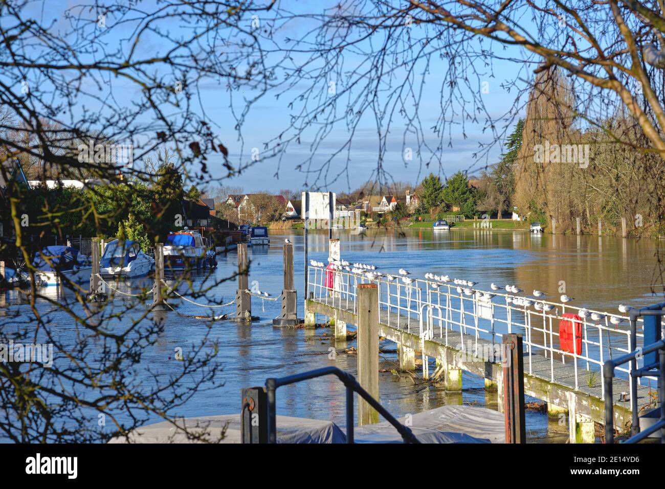 Laleham gulls hi-res stock photography and images - Alamy