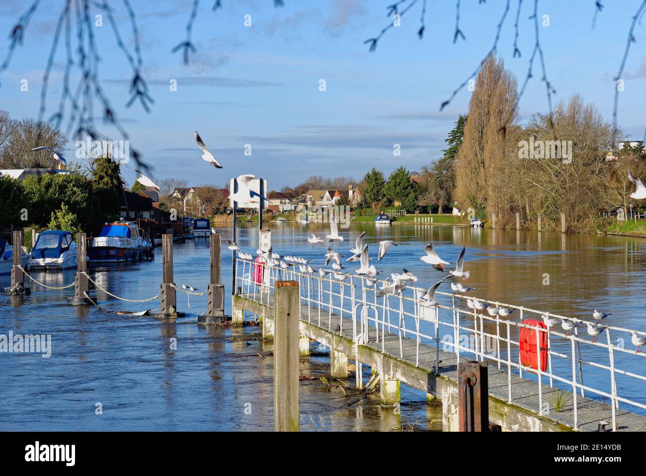 Laleham gulls hi-res stock photography and images - Alamy