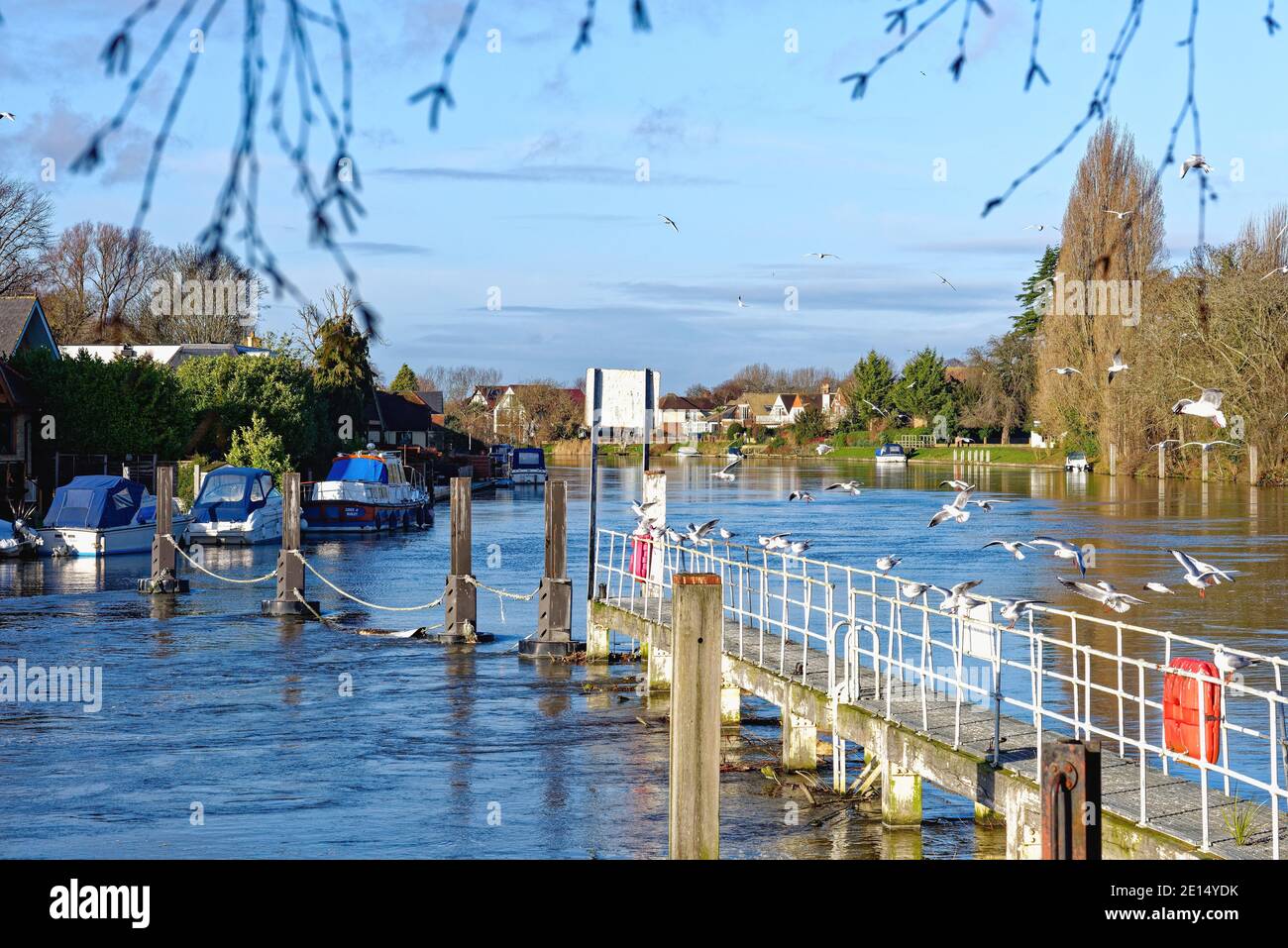 The River Thames at Laleham, near Staines on a bright sunny winters day ...