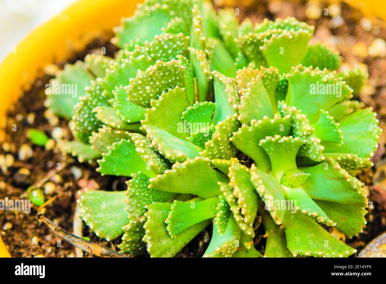 Beautiful Aloinopsis Malherbei succulent plant pot in the garden under ...