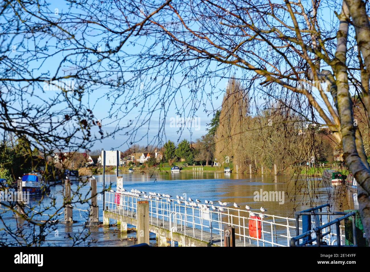 The River Thames at Laleham, near Staines on a bright sunny winters day ...