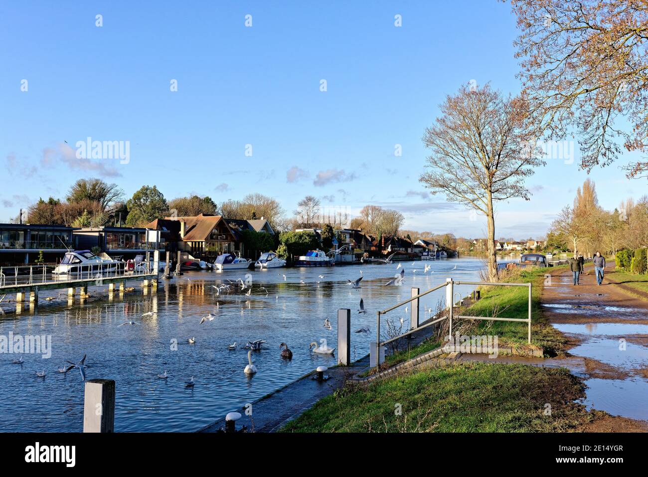 The River Thames at Laleham, near Staines on a bright sunny winters day ...