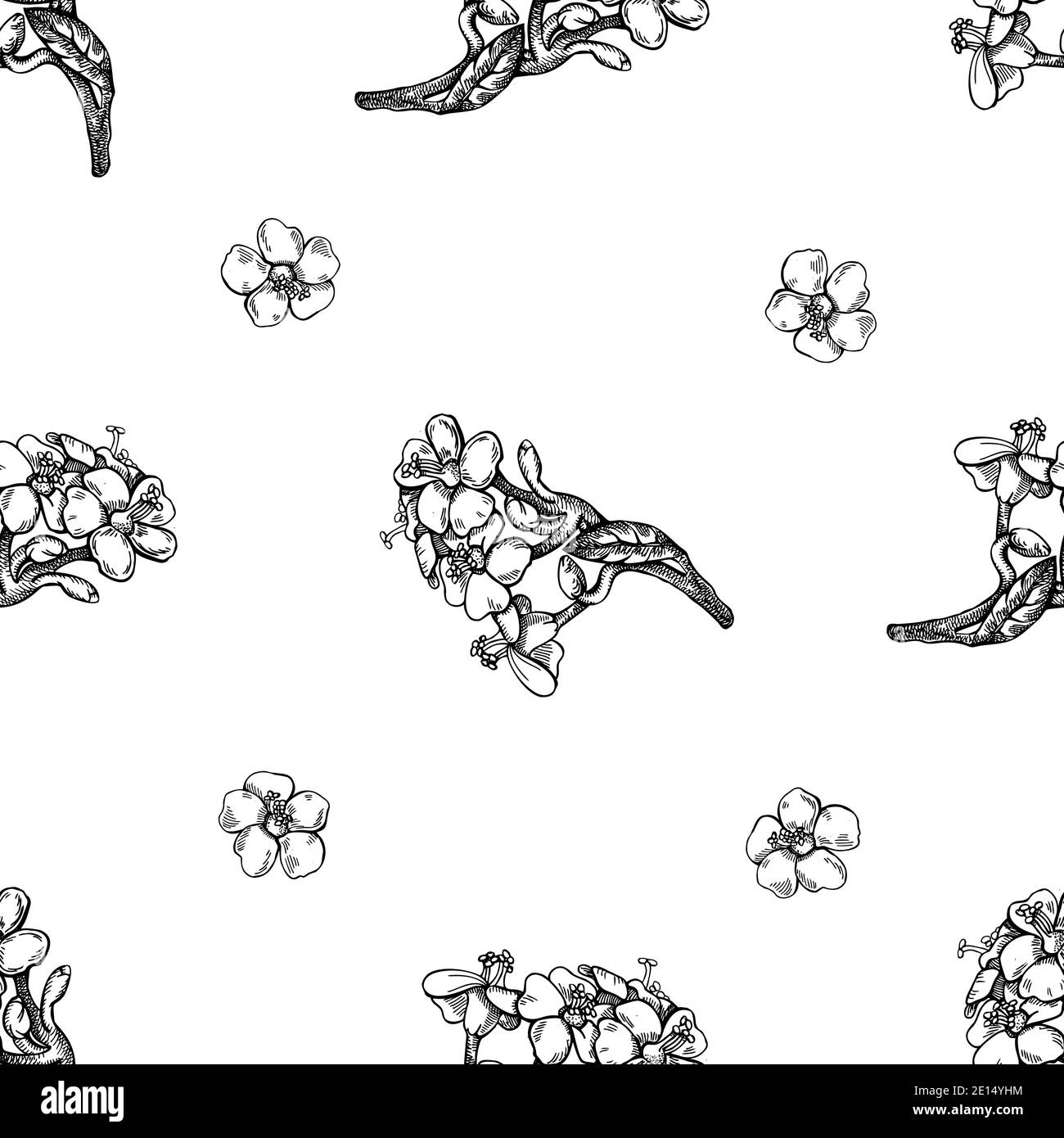Botanical drawing of milkweed Black and White Stock Photos & Images - Alamy