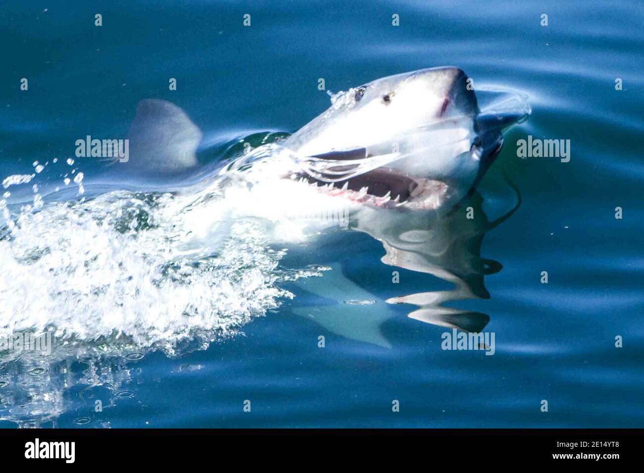 Great white shark in surface, Australia Stock Photo - Alamy
