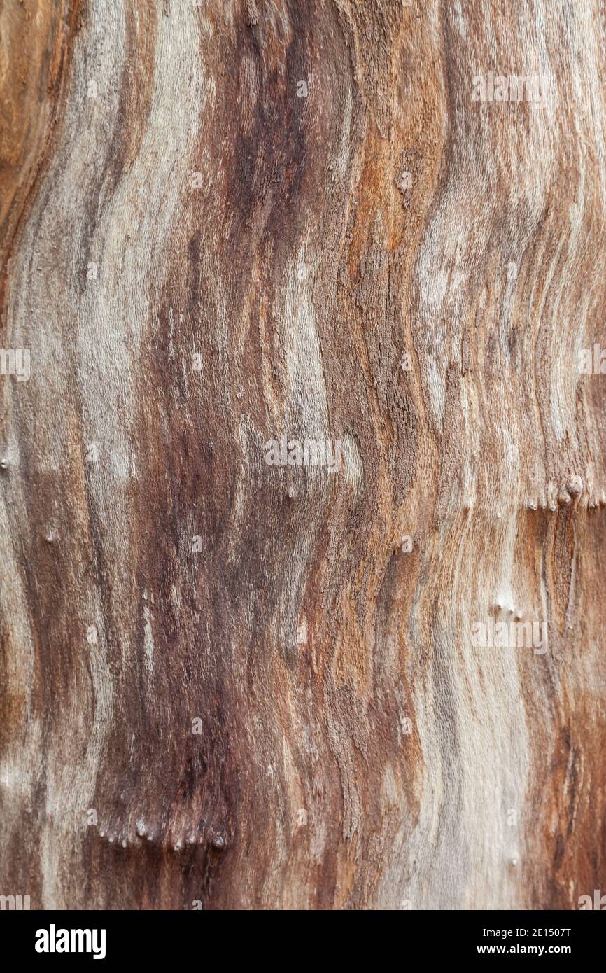 Trunk without bark hi-res stock photography and images - Alamy