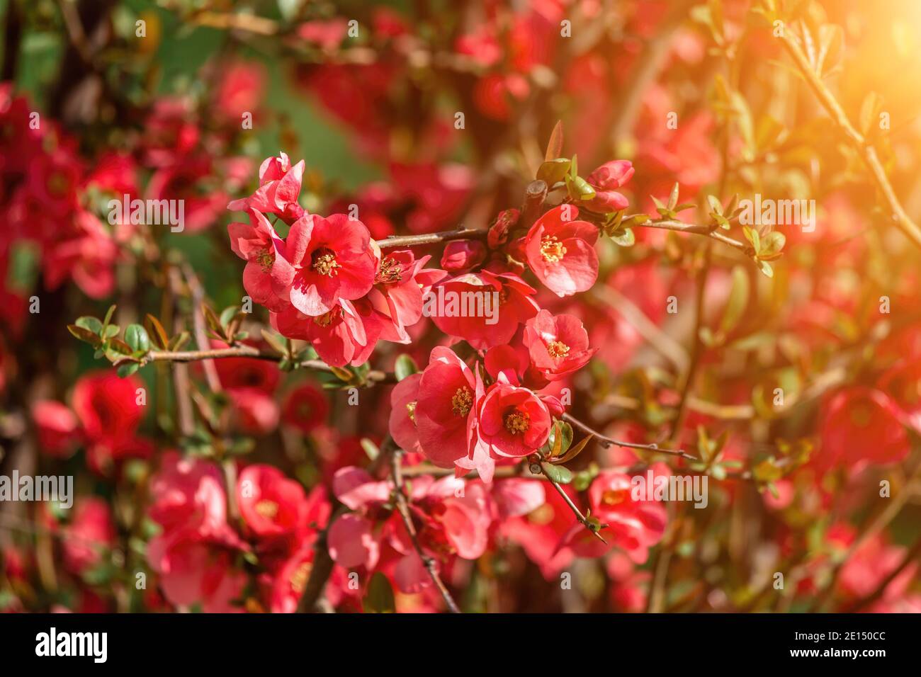 Japan quince spring flower hi-res stock photography and images - Alamy