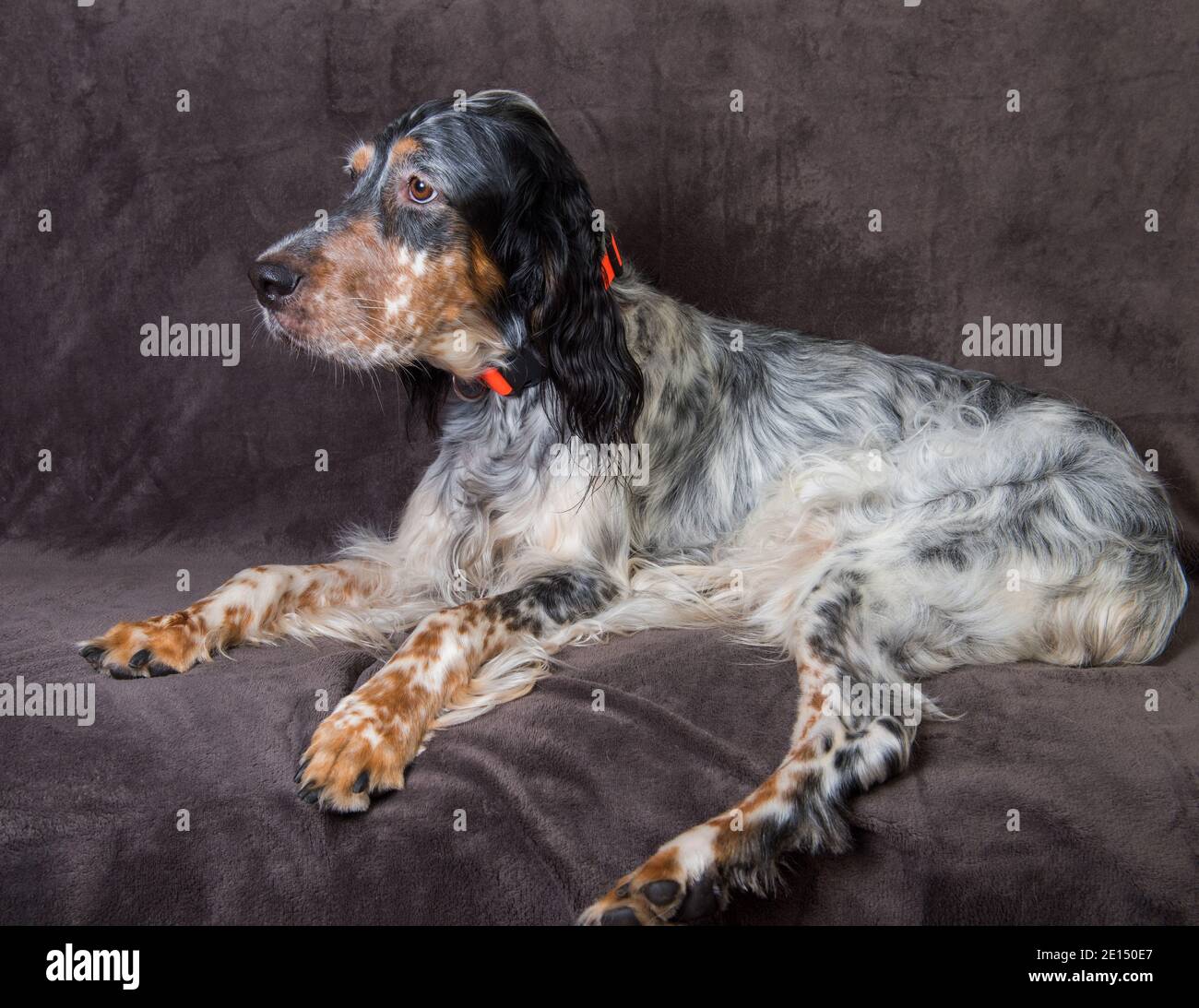 English Setter Puppy Brown