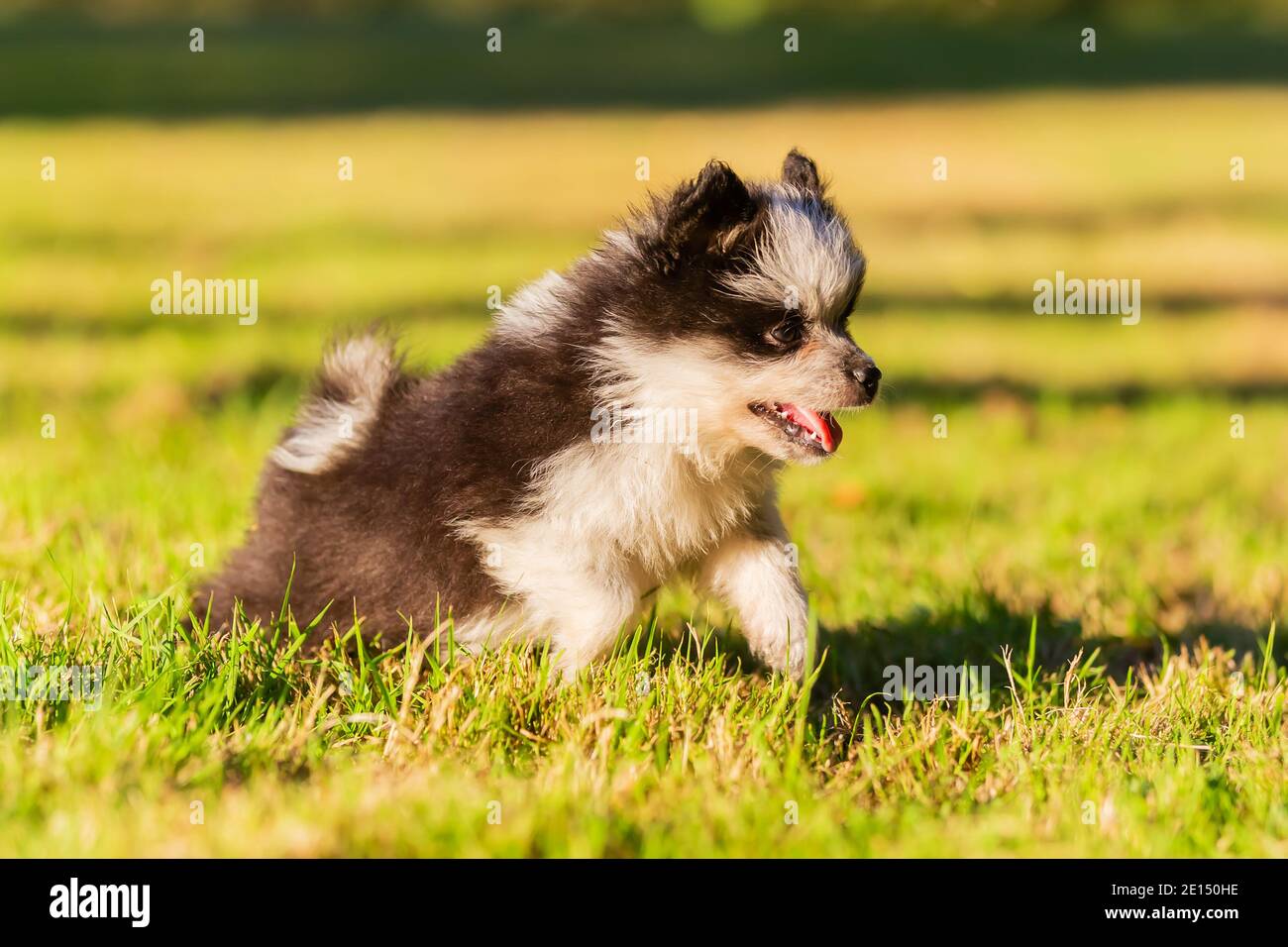 picture of a cute Elo puppy runs over the meadow Stock Photo - Alamy