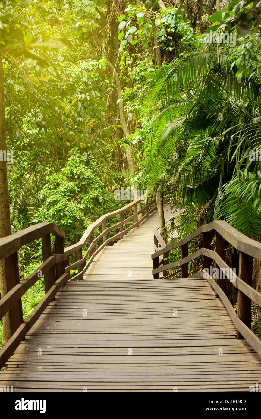 empty wooden pathway bridge in tropical forest with exotic trees and ...